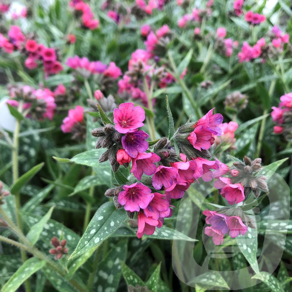 Pulmonaria 'Raspberry Splash'® | Plantor